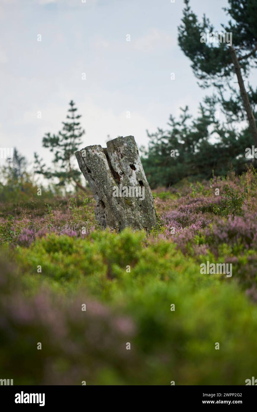 Impressions of the heather blossom Stock Photo - Alamy