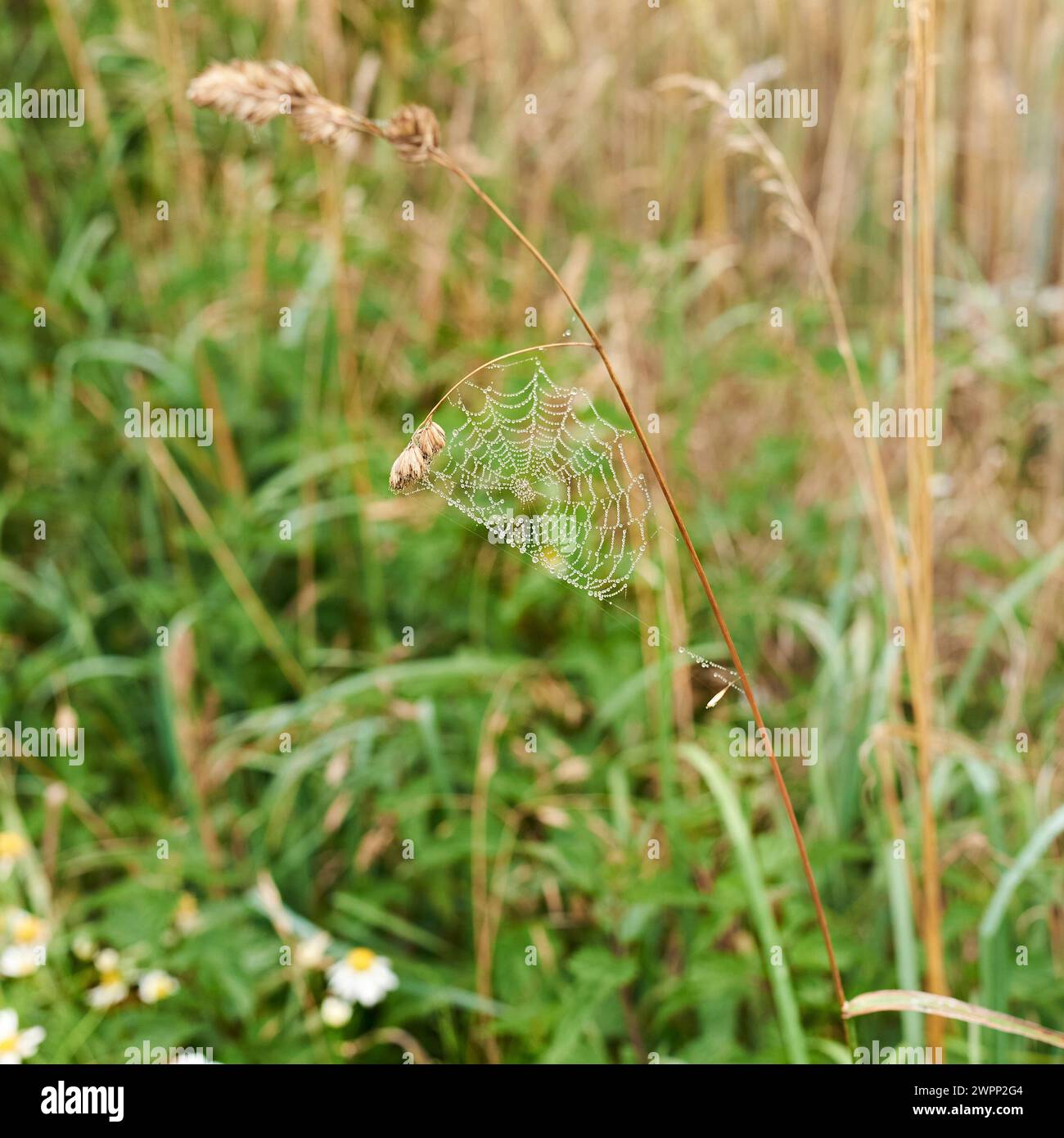 Spider webs on grass hi-res stock photography and images - Alamy