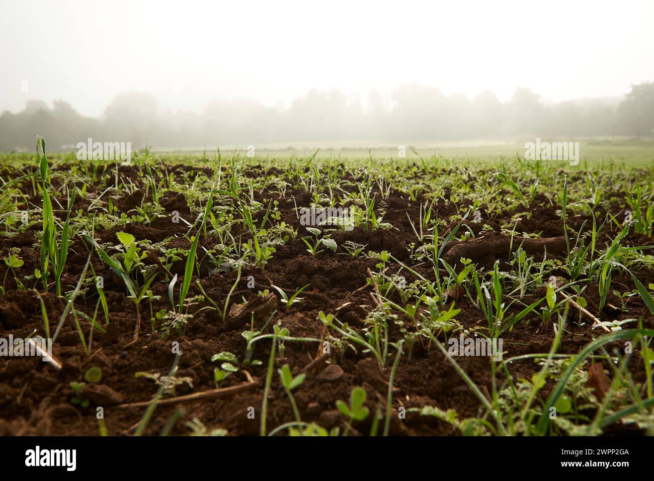 Wet field agriculture hi-res stock photography and images - Alamy