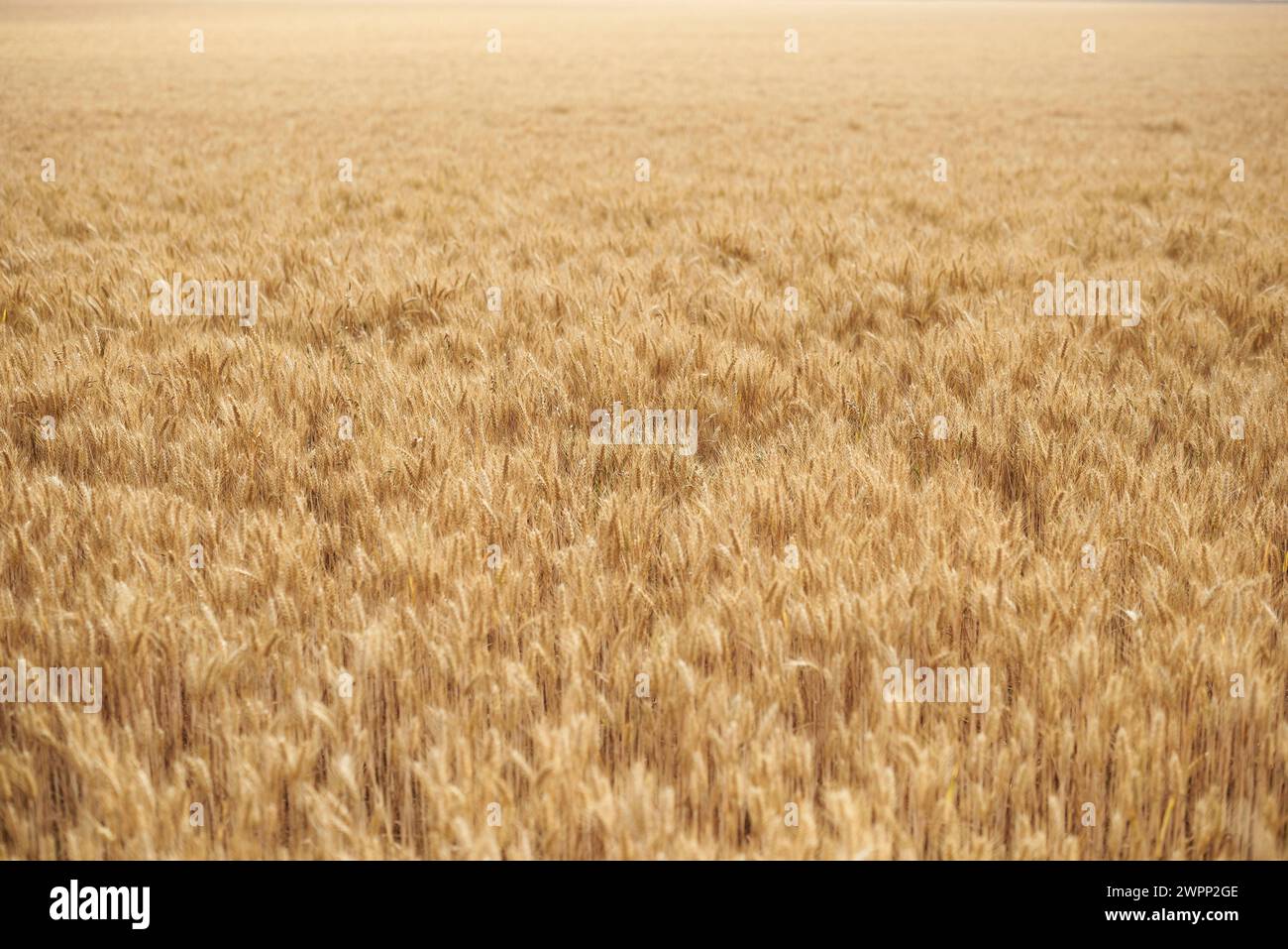 Field wide open hi-res stock photography and images - Alamy