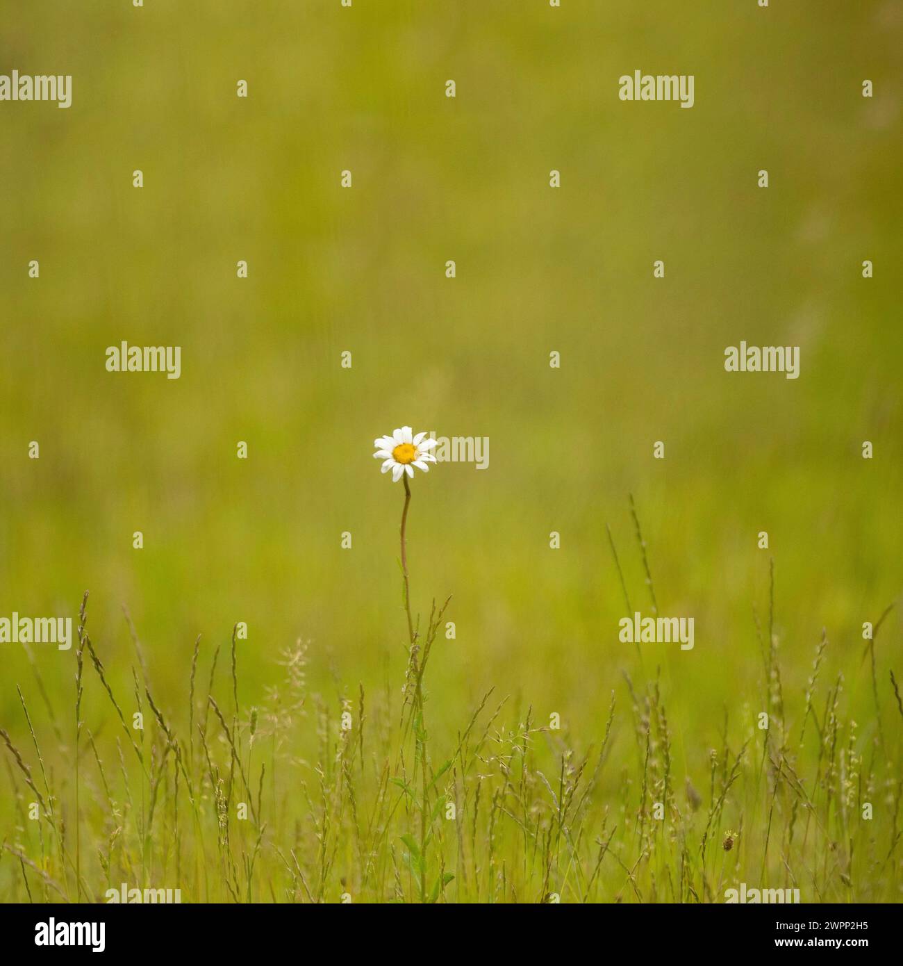 Lonely flower hi-res stock photography and images - Alamy