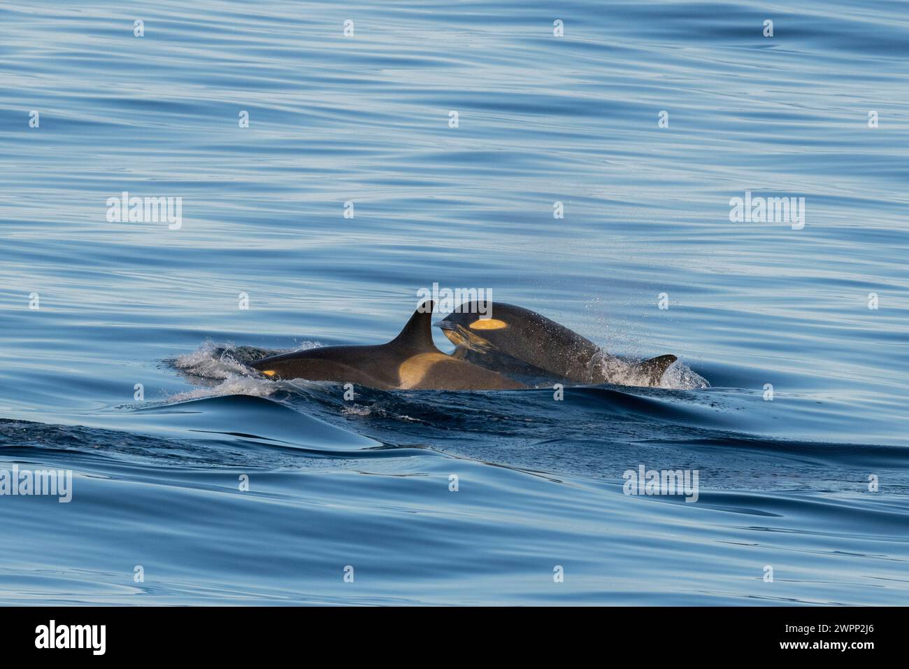 Antarctica, Ross Sea near Franklin Island. Ross Sea killer whales, Type ...