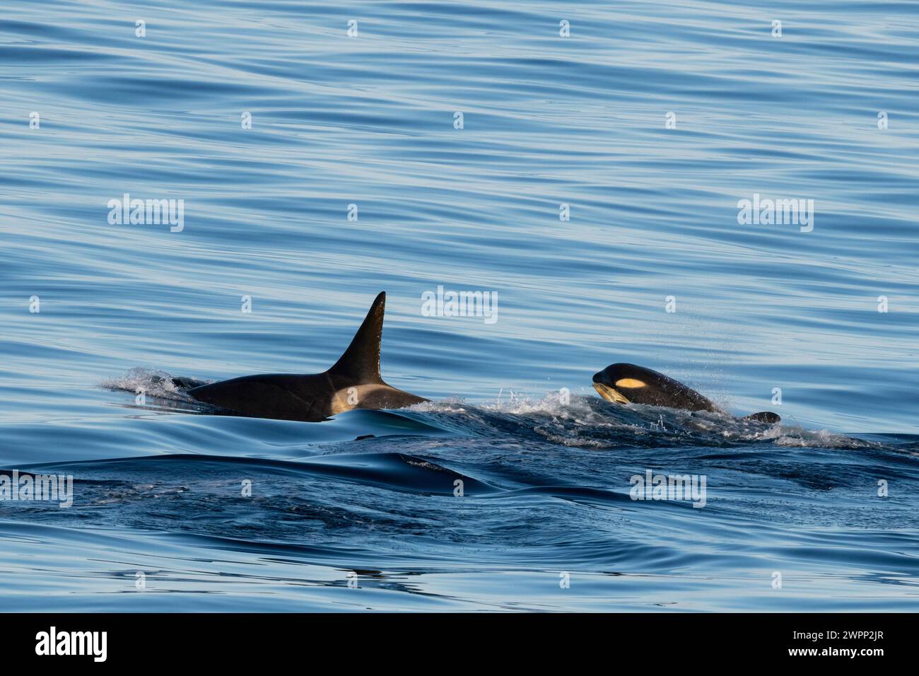Antarctica, Ross Sea near Franklin Island. Ross Sea killer whales, Type ...
