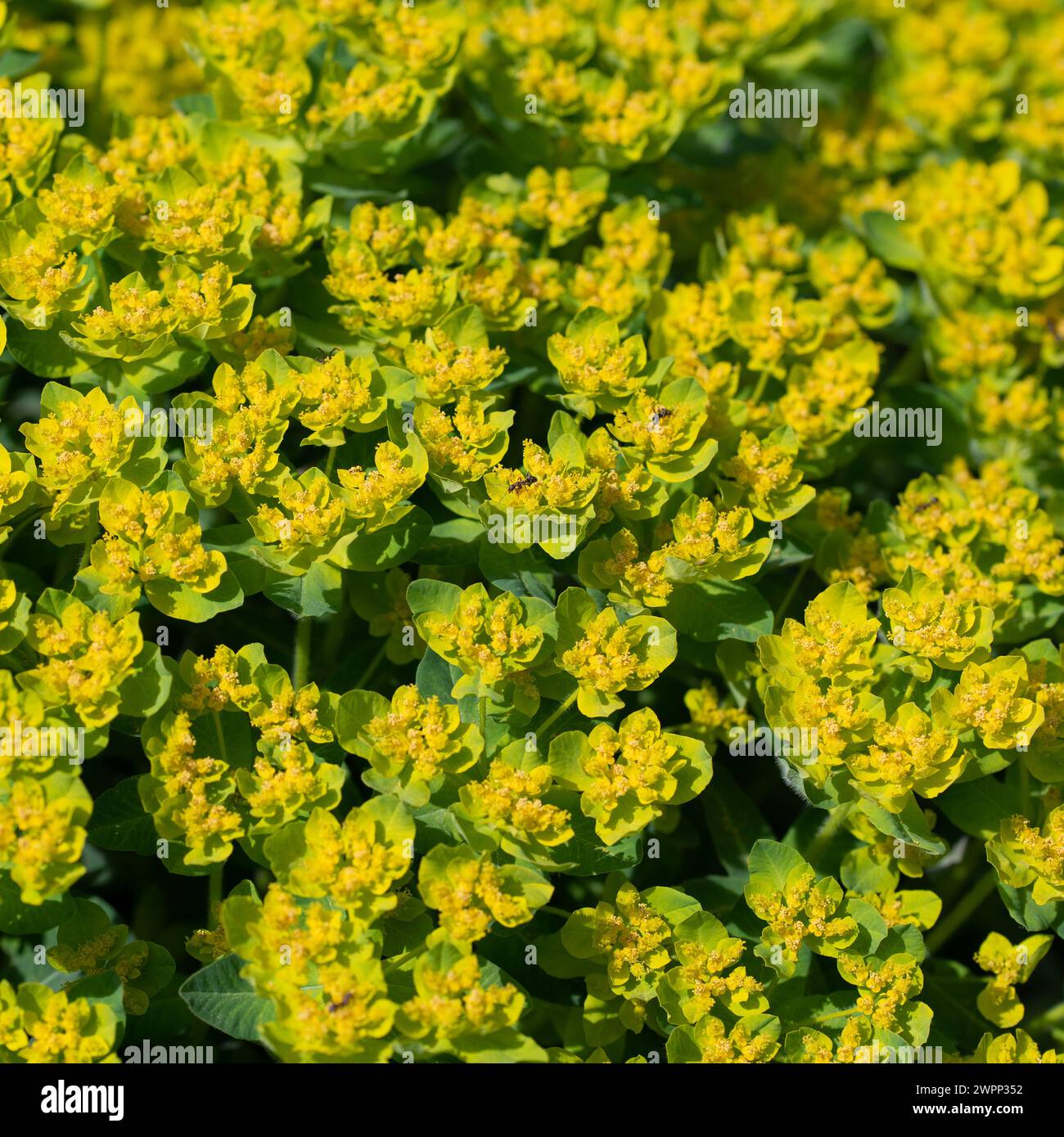 Warts hi-res stock photography and images - Alamy