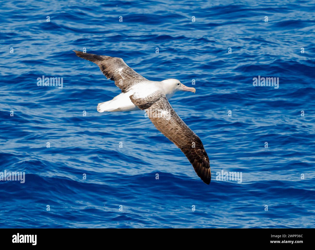 A Southern Royal Albatross (Diomedea epomophora) flying over ocean ...