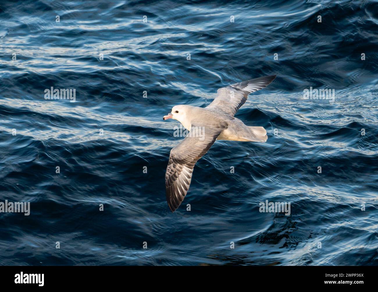 A Southern Fulmar (Fulmarus glacialoides) flying over ocean. Antarctica ...