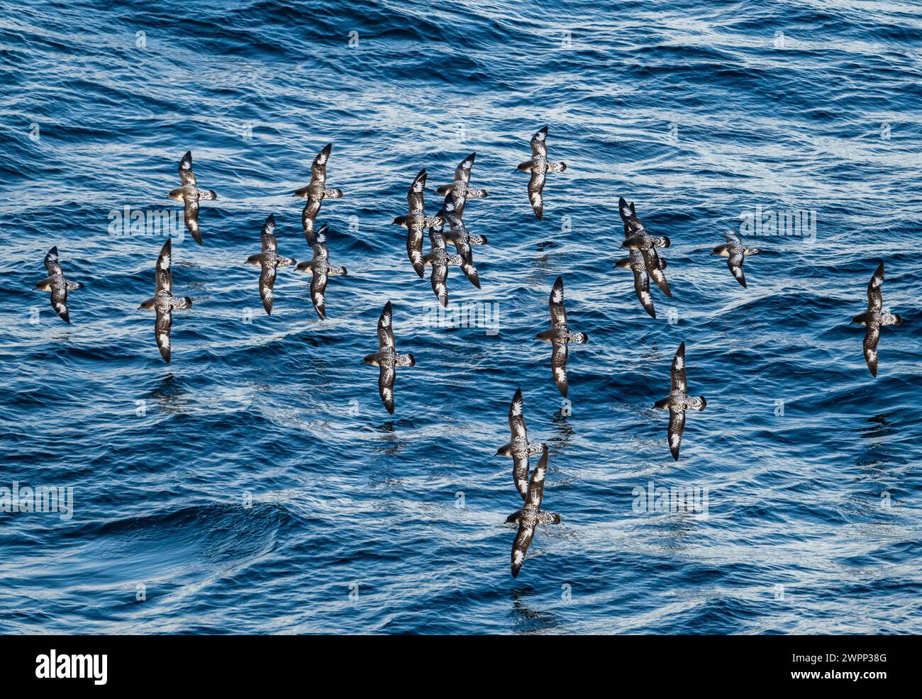 A flock Cape Petrel (Daption capense) flying over ocean. Antarctica ...