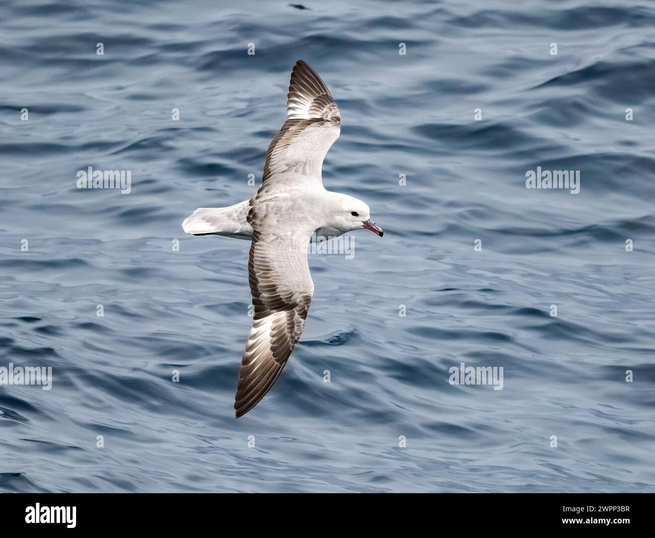 A Southern Fulmar (Fulmarus glacialoides) flying over ocean. Antarctica ...