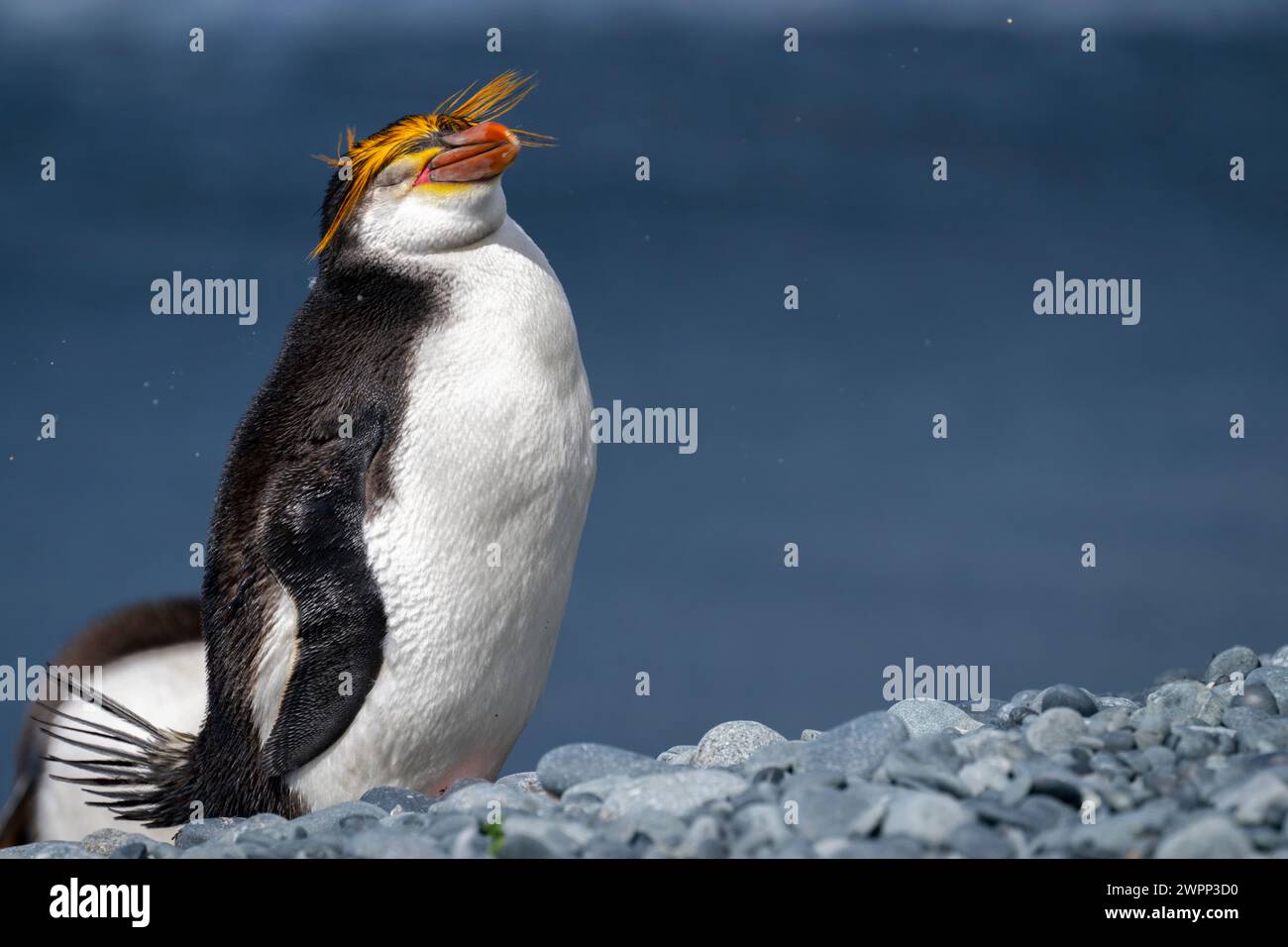 Australia, Tasmania, Macquarie Island, Sandy Bay (UNESCO) Royal penguin ...