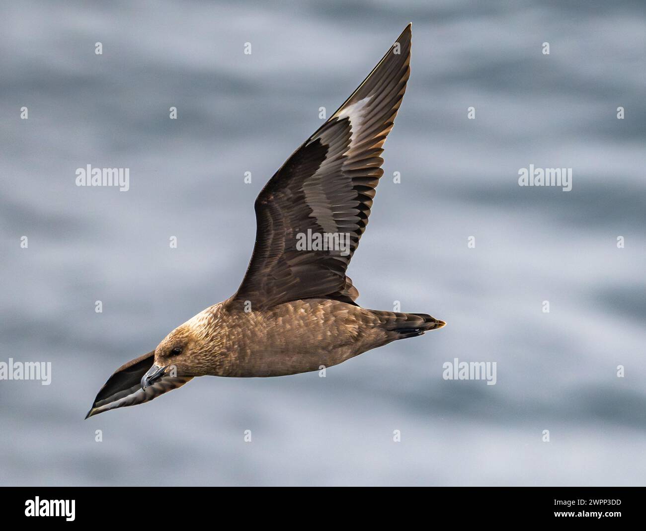 A South Polar Skua (Stercorarius maccormicki) flying over ocean ...