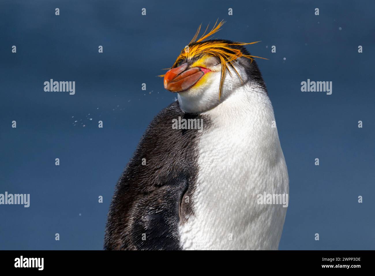 Australia, Tasmania, Macquarie Island, Sandy Bay (UNESCO) Royal penguin ...