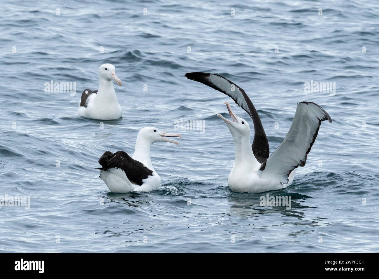 New Zealand, South Island, Dunedin, Otago Peninsula, Taiaroa Head ...