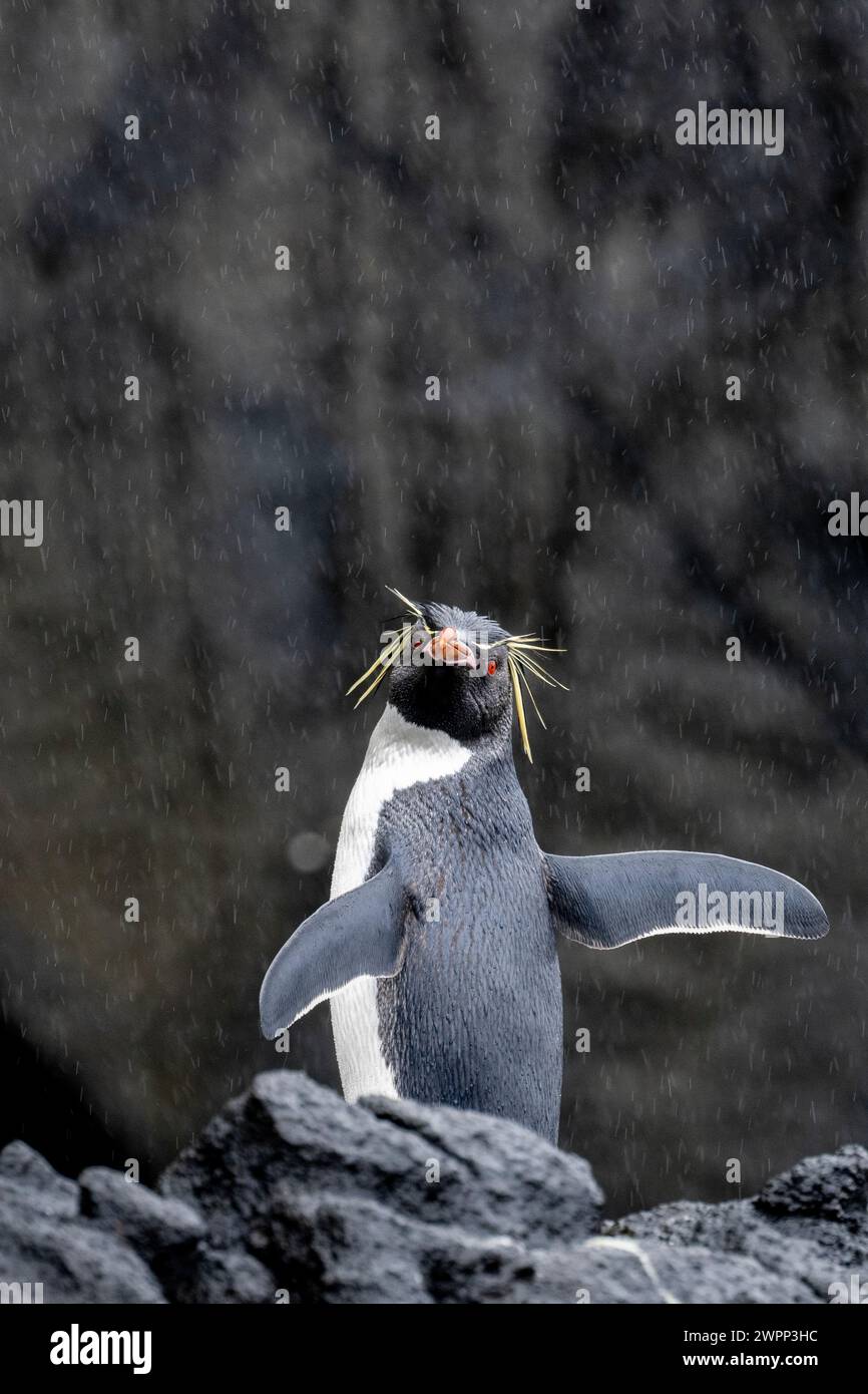 New Zealand, Subantarctic Islands, Auckland Island, Musgrave Inlet ...