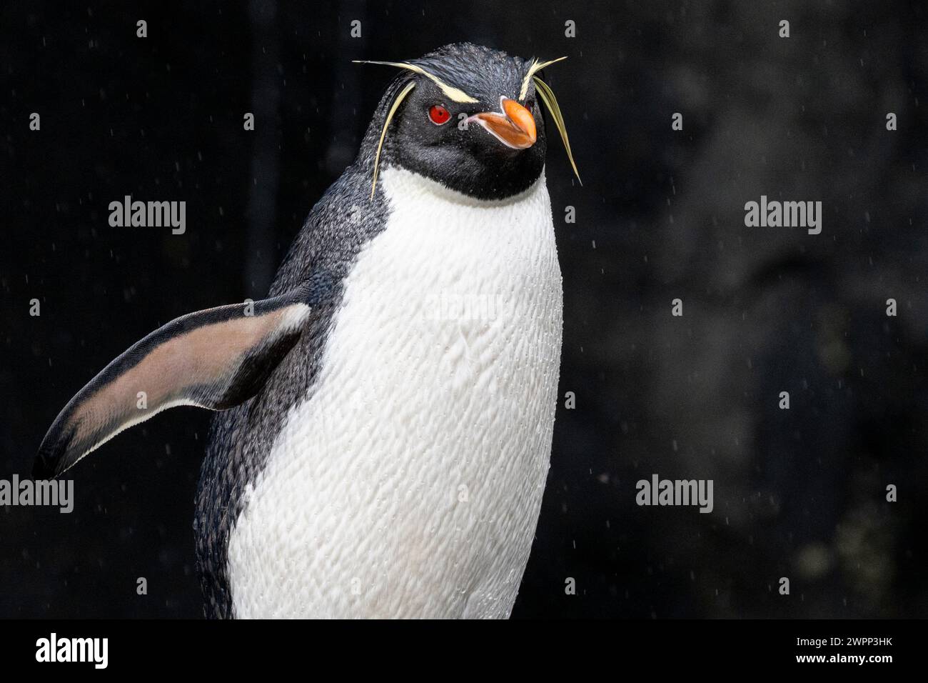 New Zealand, Subantarctic Islands, Auckland Island, Musgrave Inlet ...