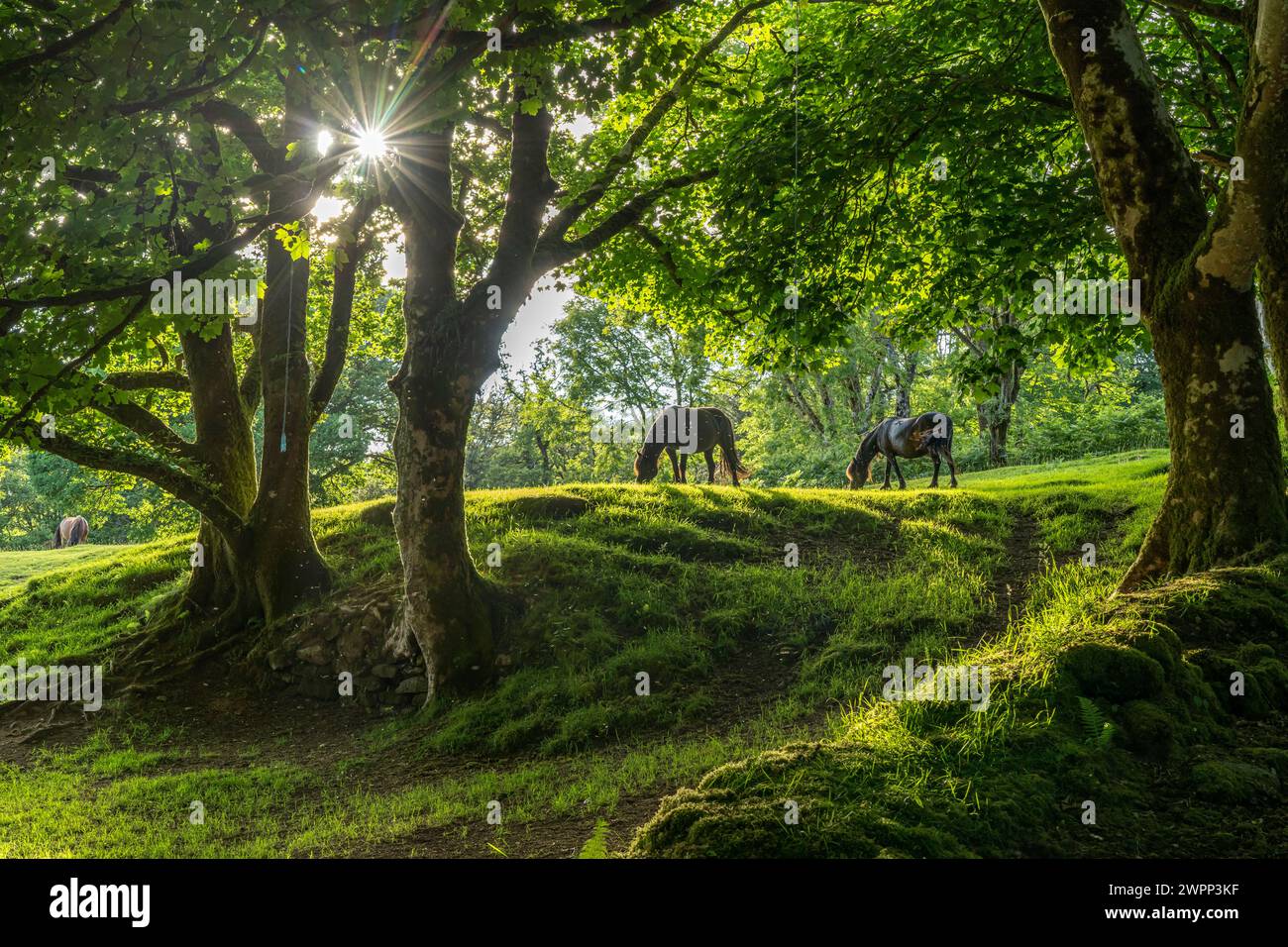 Horses in a clearing in the forest, Dartmoor, Devon, England, Great ...