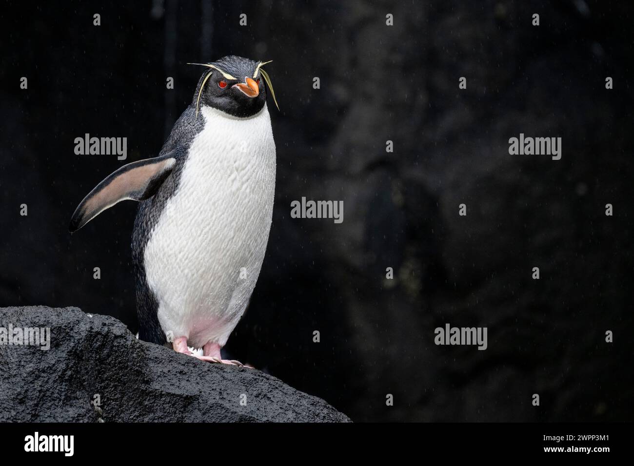 New Zealand, Subantarctic Islands, Auckland Island, Musgrave Inlet ...