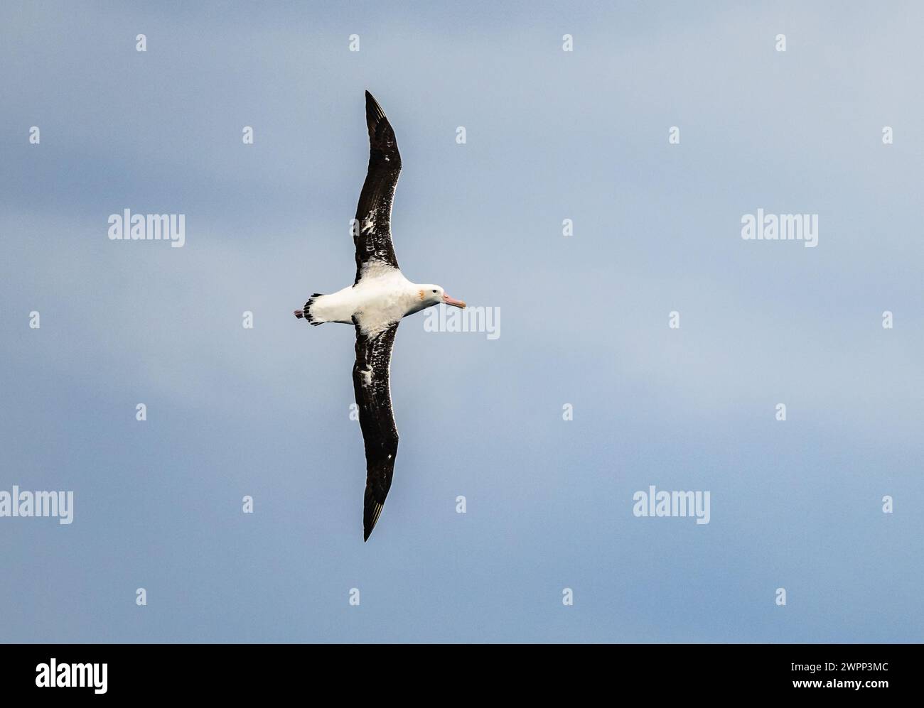 A Snowy Albatross (Diomedea exulans) flying in sky. Antarctica Stock ...