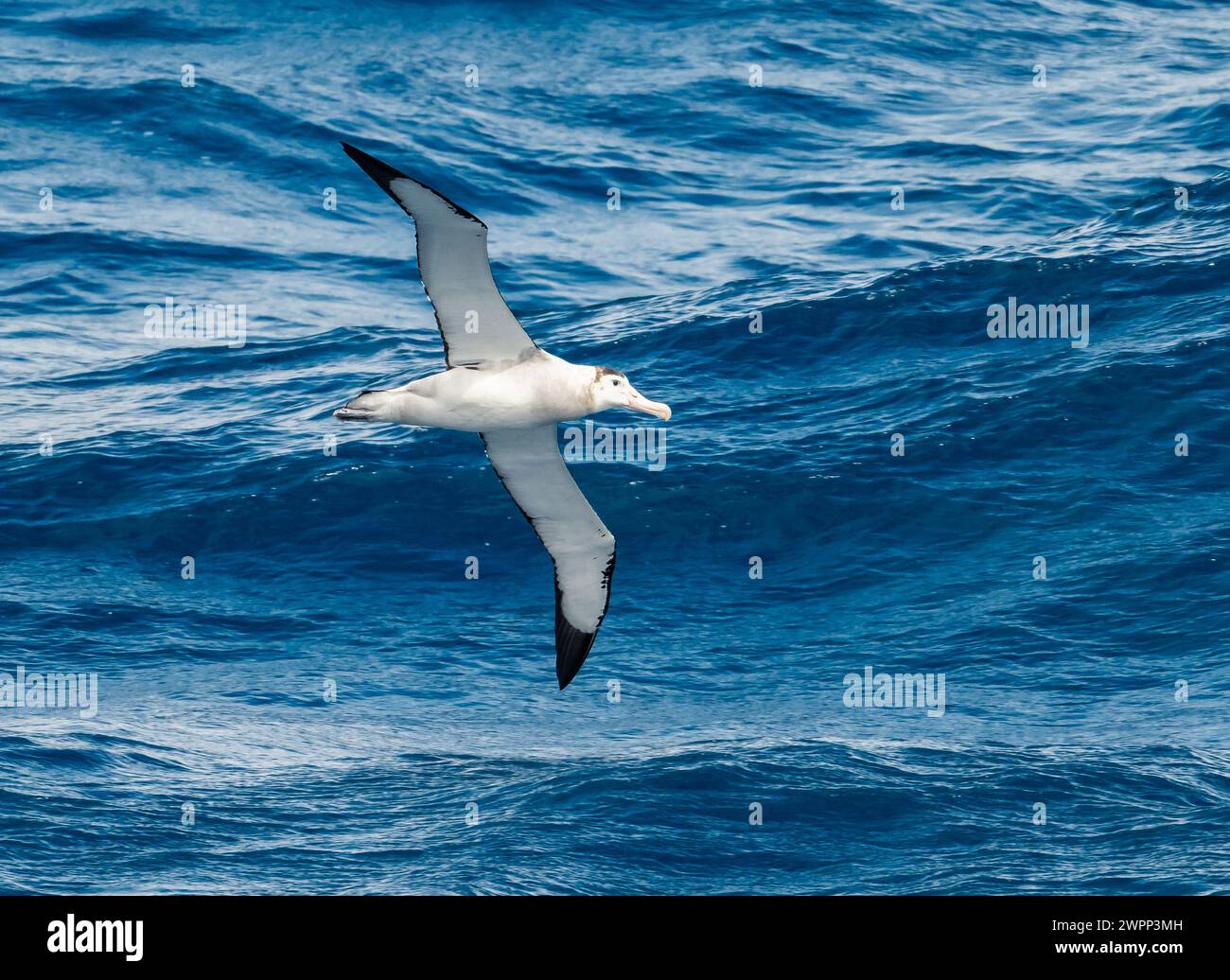 Albatross flying over ocean hi-res stock photography and images - Alamy