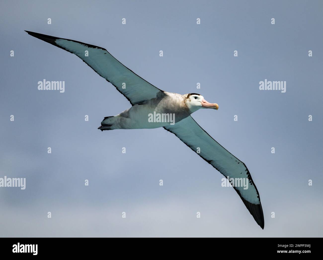 Antarctica antarctic albatross hi-res stock photography and images - Alamy