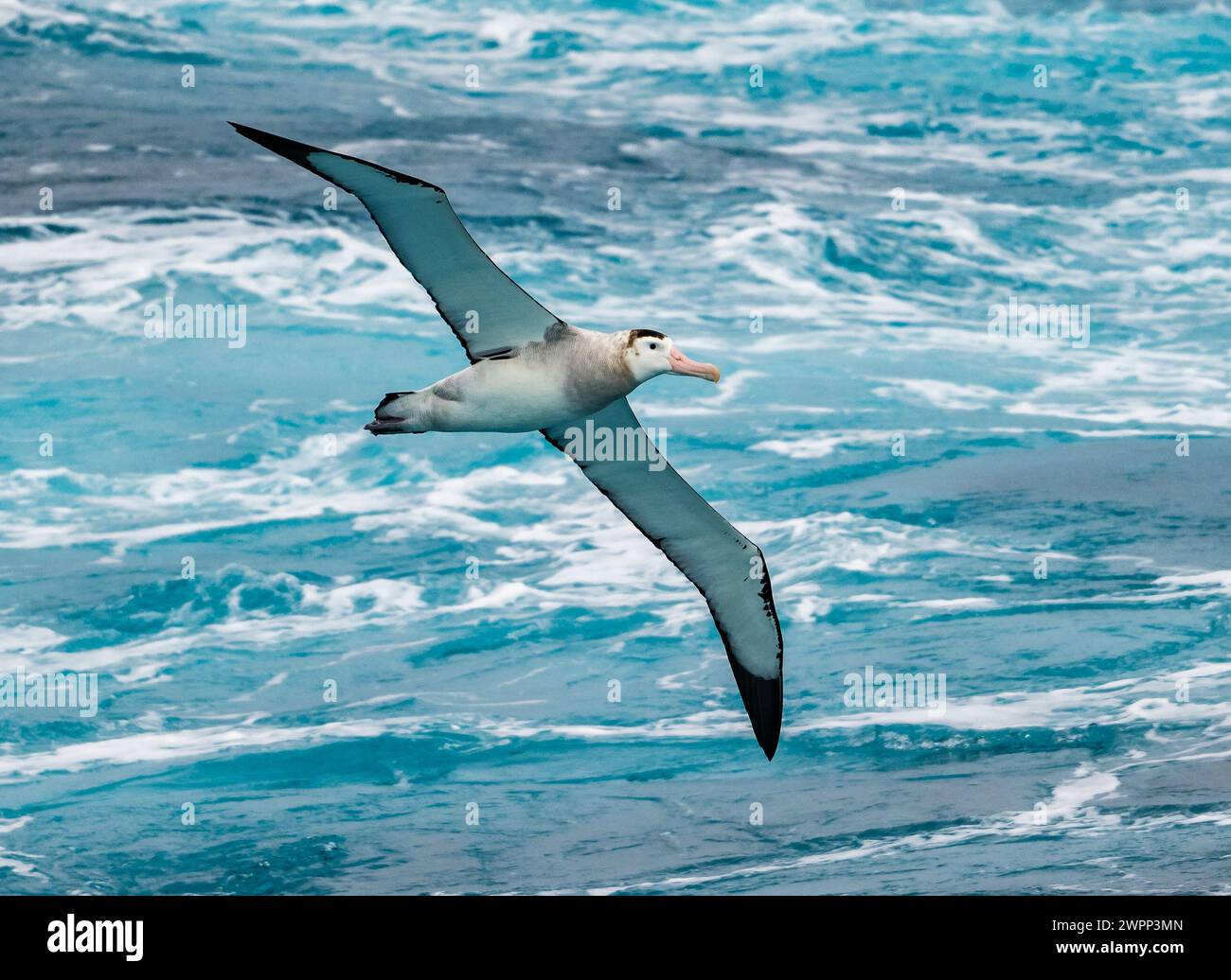 Ocean albatross hi-res stock photography and images - Alamy