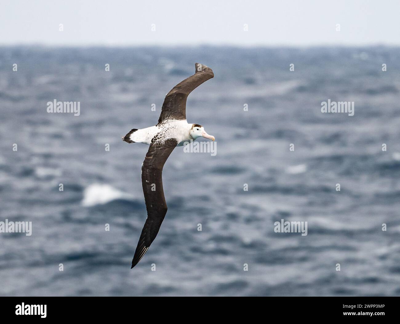 An Antipodean Albatross (Diomedea antipodensis) flying over ocean ...