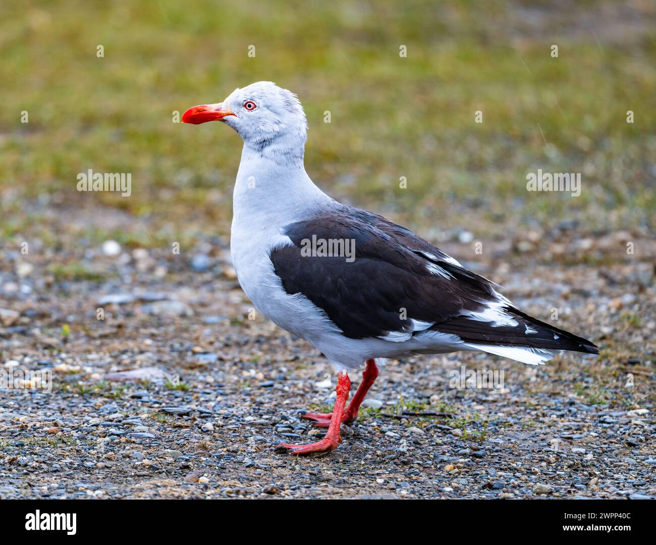 A Dolphin Gull (Leucophaeus scoresbii) standing on gravels. Ushuaia ...