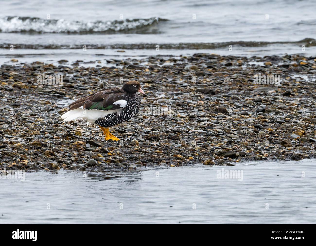 A female Upland Goose (Chloephaga picta) standing on gravel beach ...