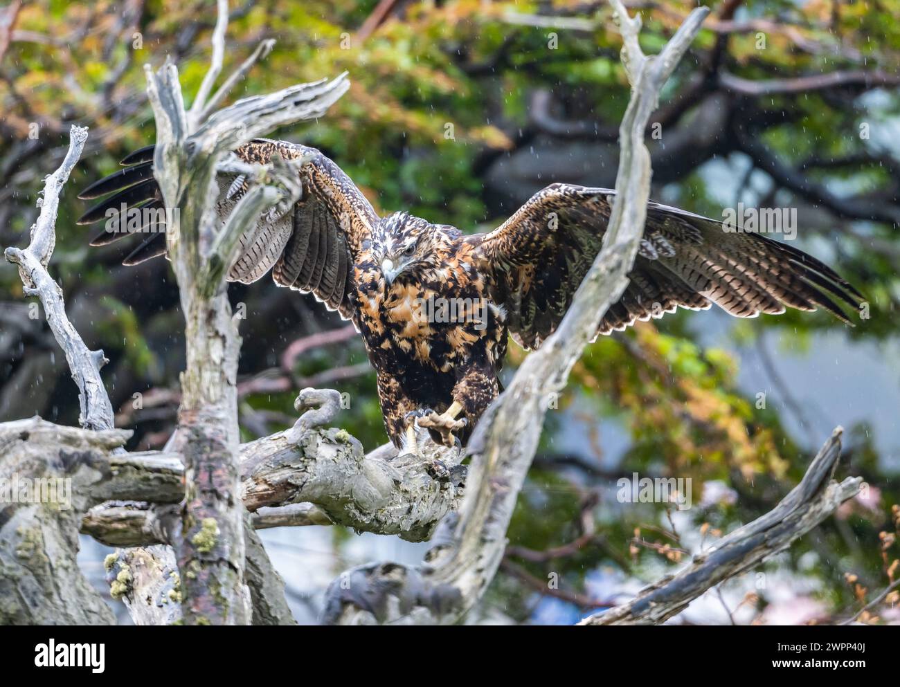 An immature Black-chested Buzzard-Eagle (Geranoaetus melanoleucus ...