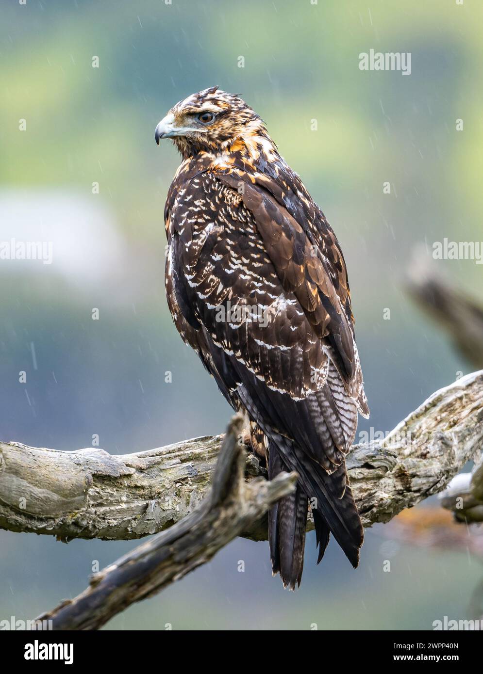 An immature Black-chested Buzzard-Eagle (Geranoaetus melanoleucus ...