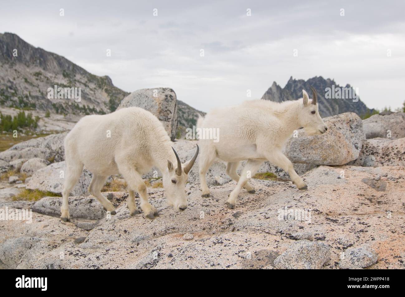 Mountain goats Oreamnos americanus in the Enchantments Alpine Lakes ...