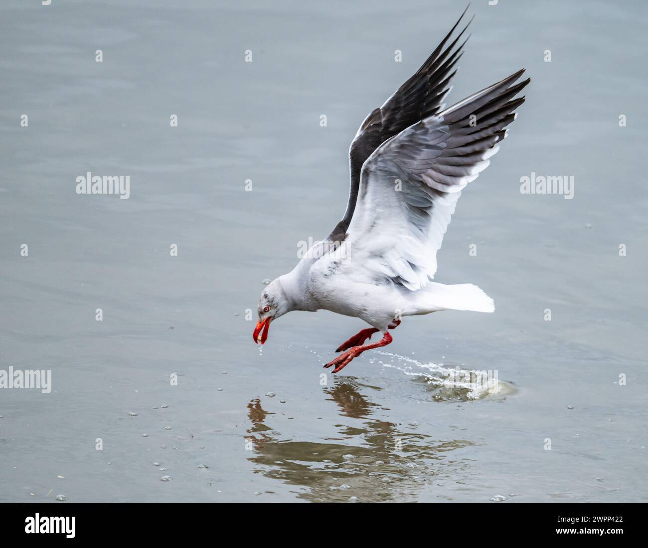 A Dolphin Gull (Leucophaeus scoresbii) flying over water. Ushuaia ...