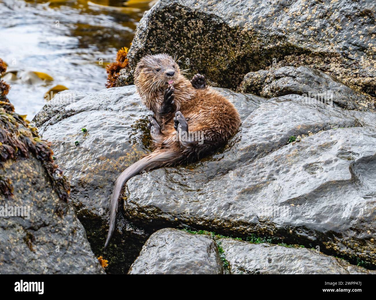 A Sea Otter (Enhydra lutris) rest on rock outcrop. Chile Stock Photo ...