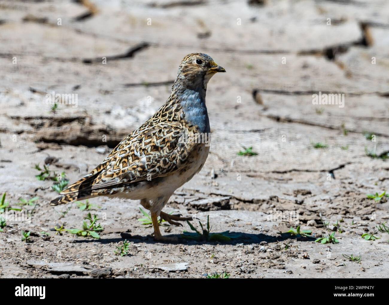 On the mudflat hi-res stock photography and images - Alamy