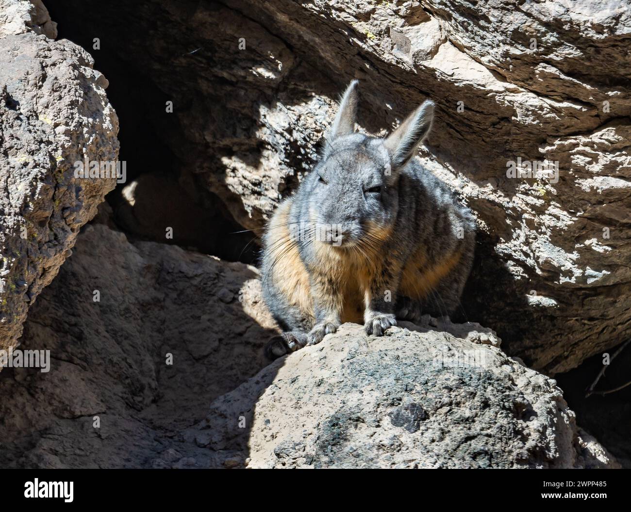 Lagidium viscacia hi-res stock photography and images - Alamy