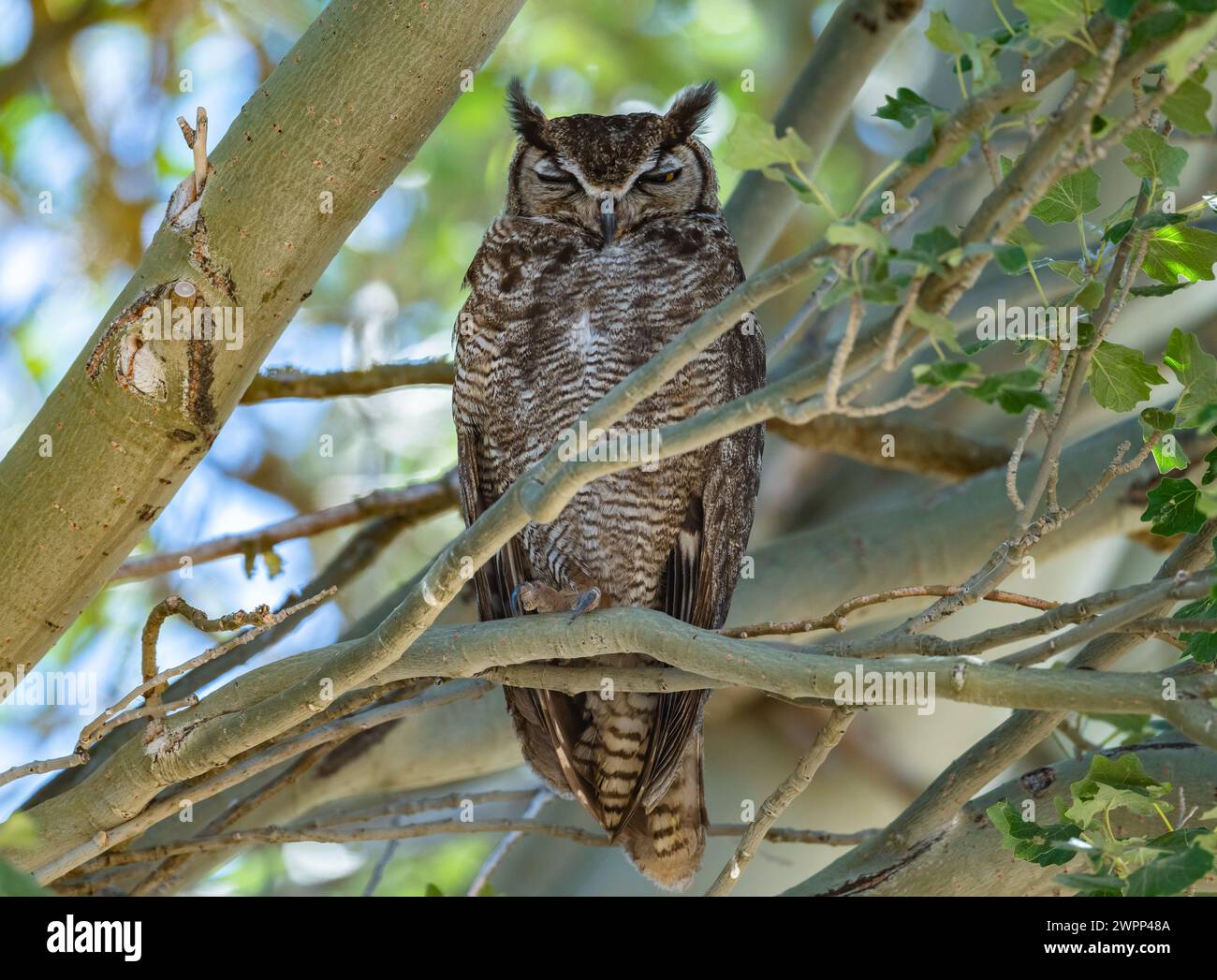A Lesser Horned Owl (Bubo magellanicus) perched on his day roost. Chile ...