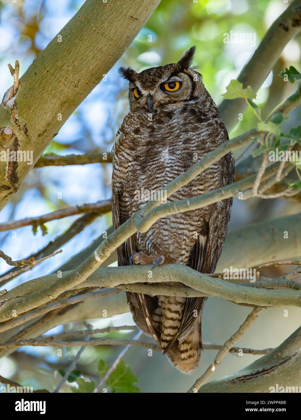 A Lesser Horned Owl (Bubo magellanicus) perched on his day roost. Chile ...