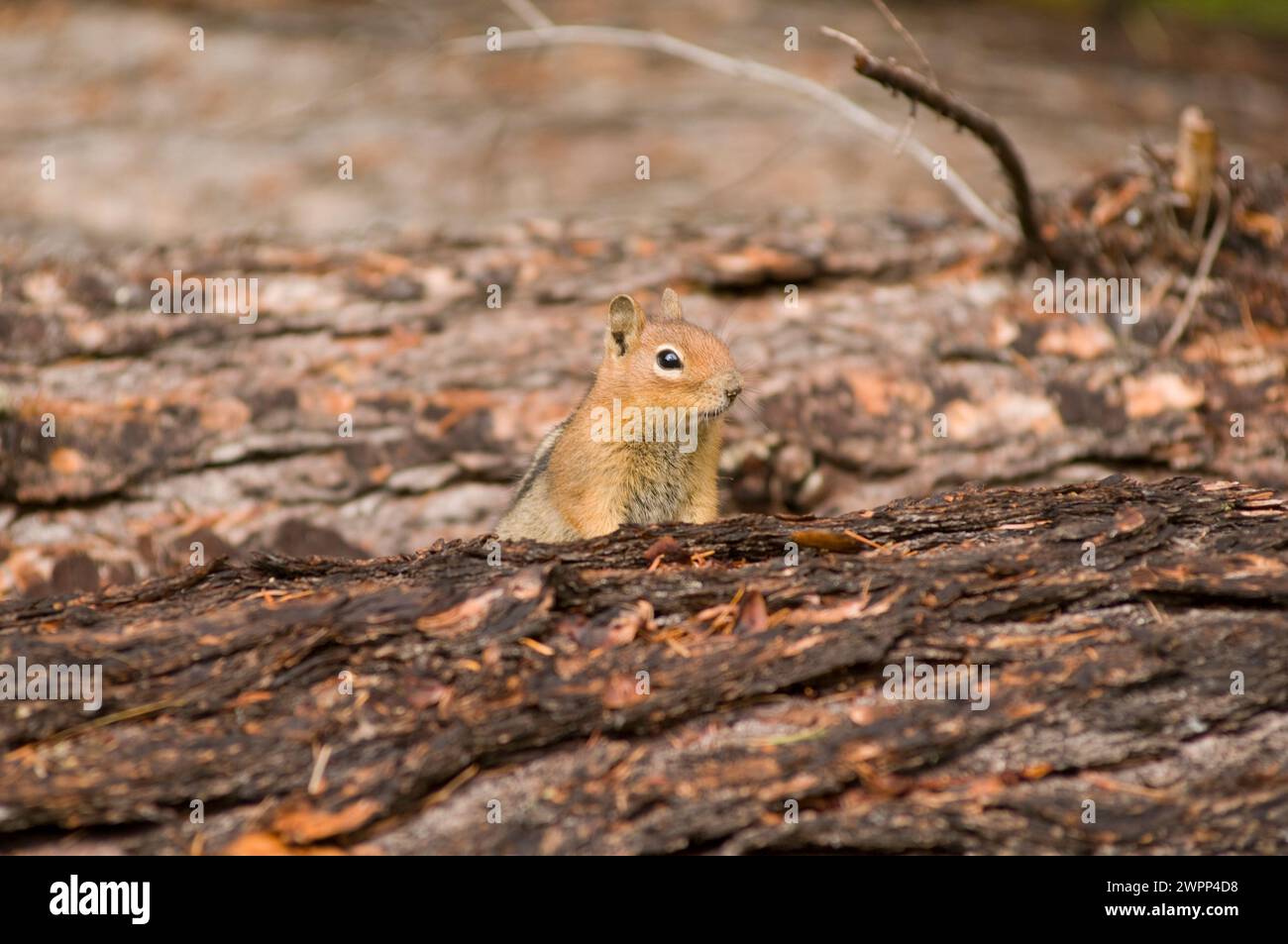 Cascade Golden-Mantled ground squirrel Spermophilus townsendii along ...