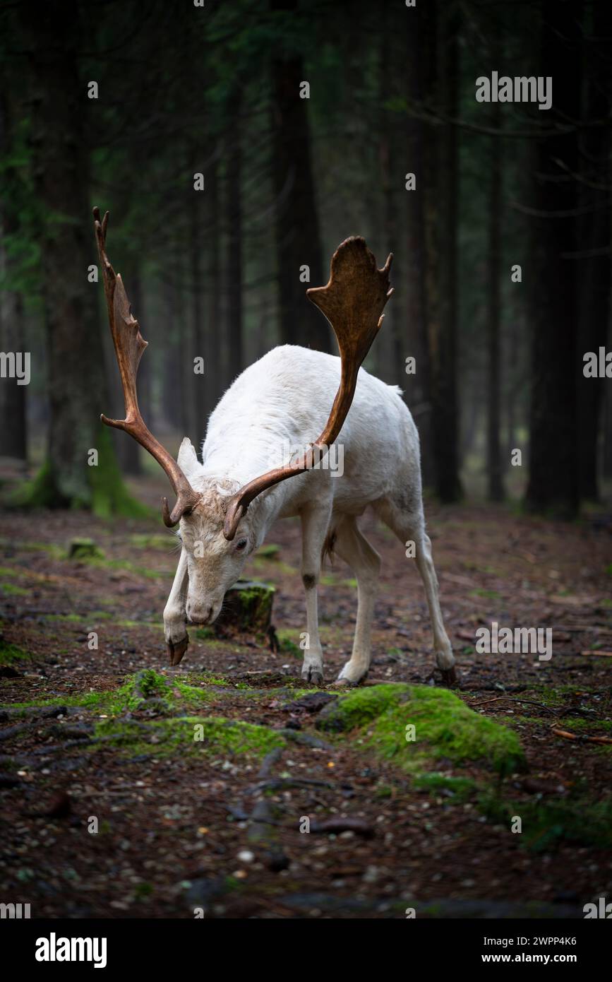 Stag in a forest in hi-res stock photography and images - Alamy