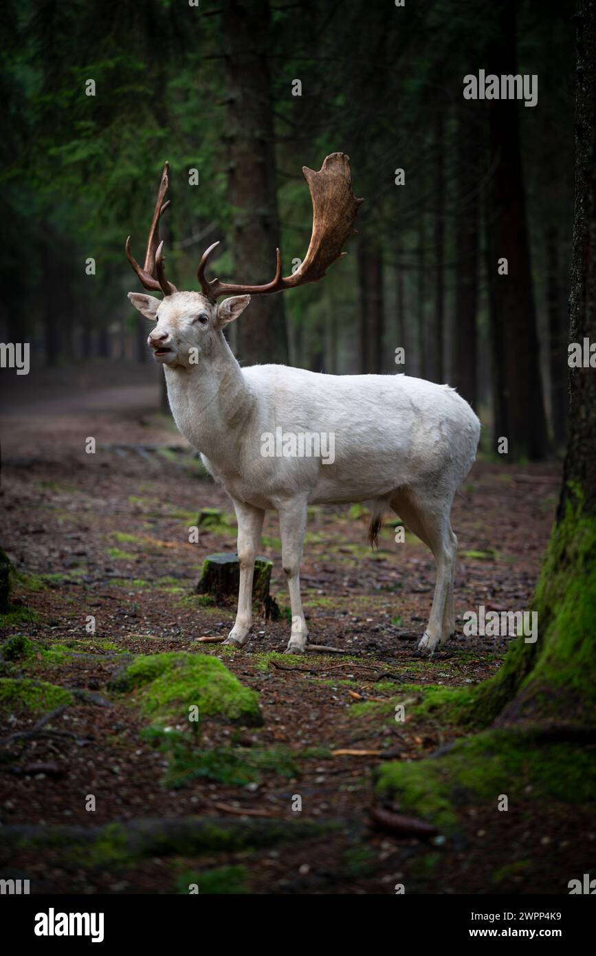 White stag hi-res stock photography and images - Alamy