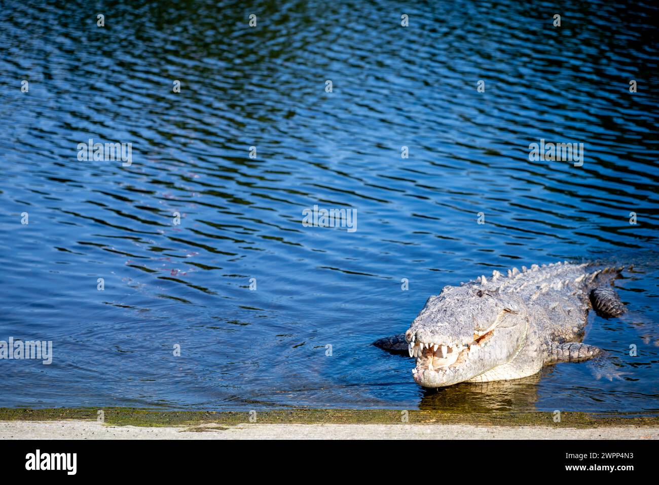 Saltwater crocodile sunning on the boat dock at the Flamingo Marina of ...