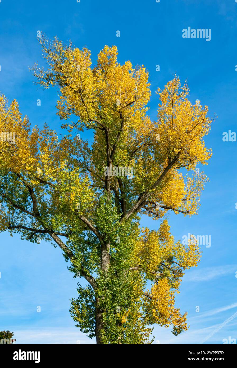 Eurasia species hi-res stock photography and images - Alamy