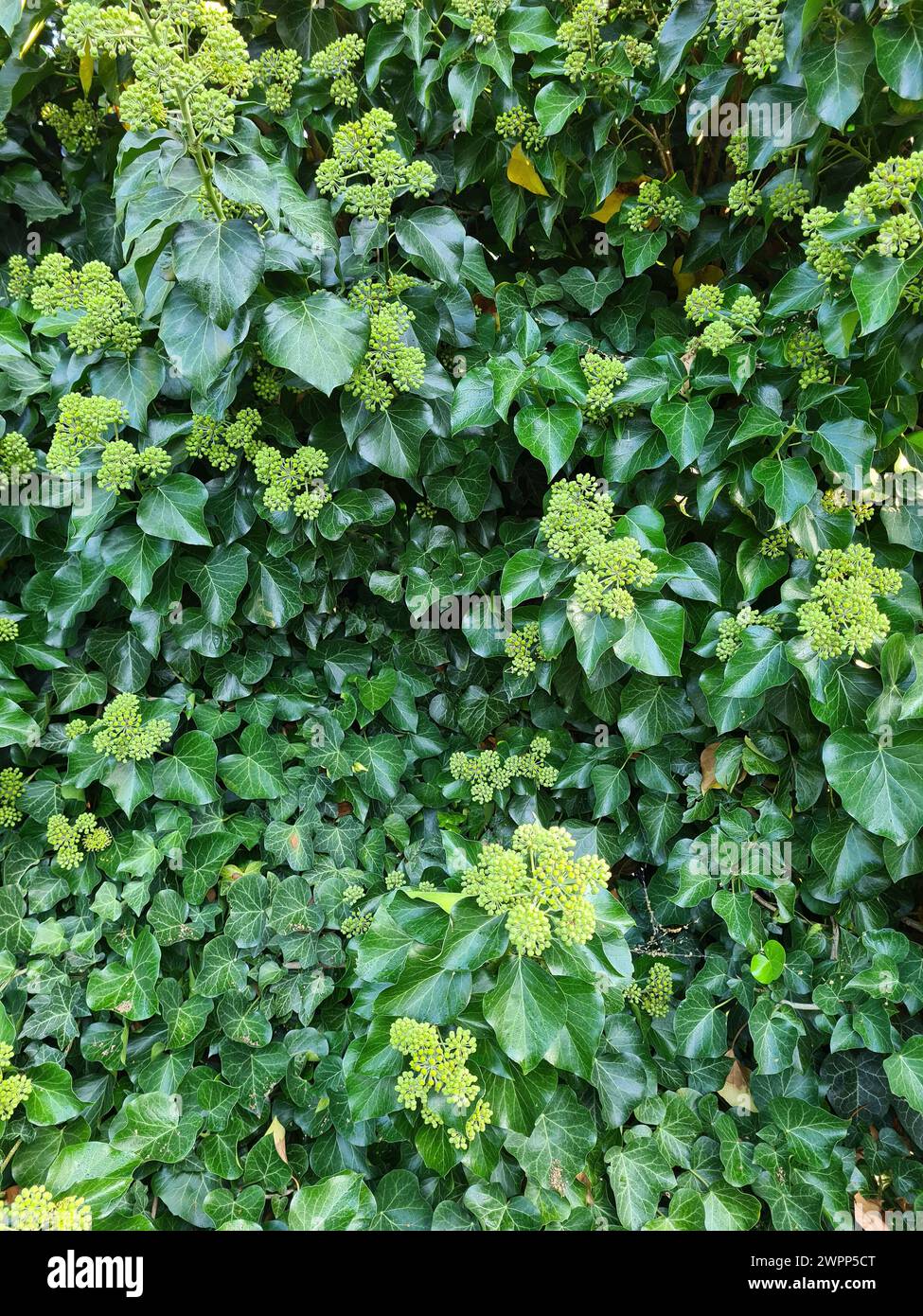 Ivy leaves and their flowers overgrow a fence, creating an opaque ...