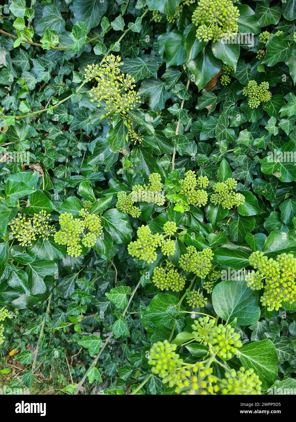 Ivy leaves and their flowers overgrow a fence, creating an opaque ...