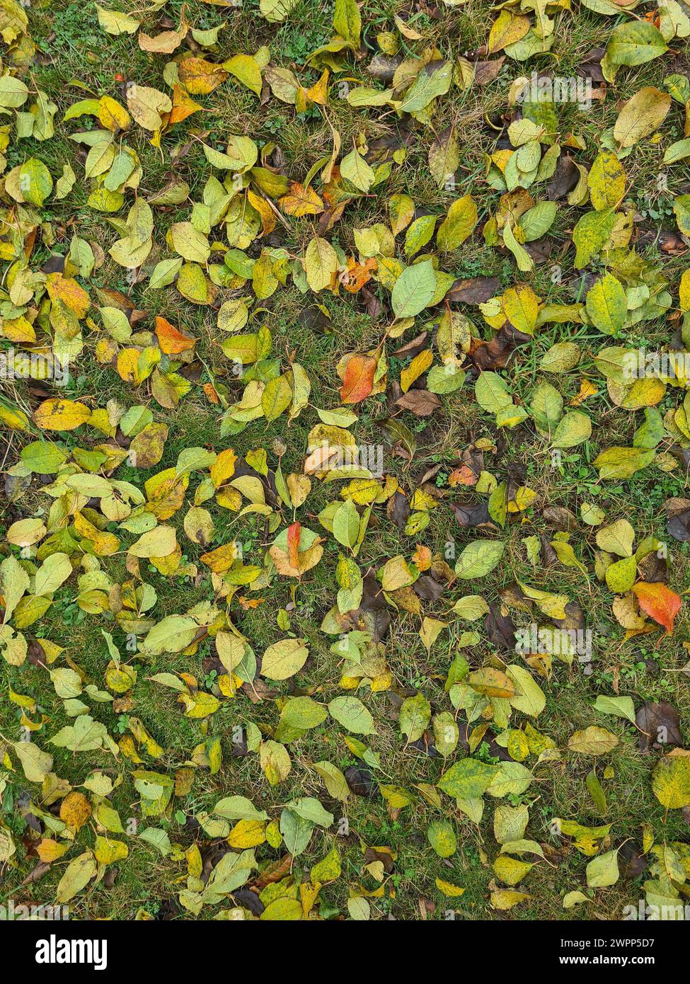 Apple tree leaves as fall foliage on lawn in October Stock Photo - Alamy