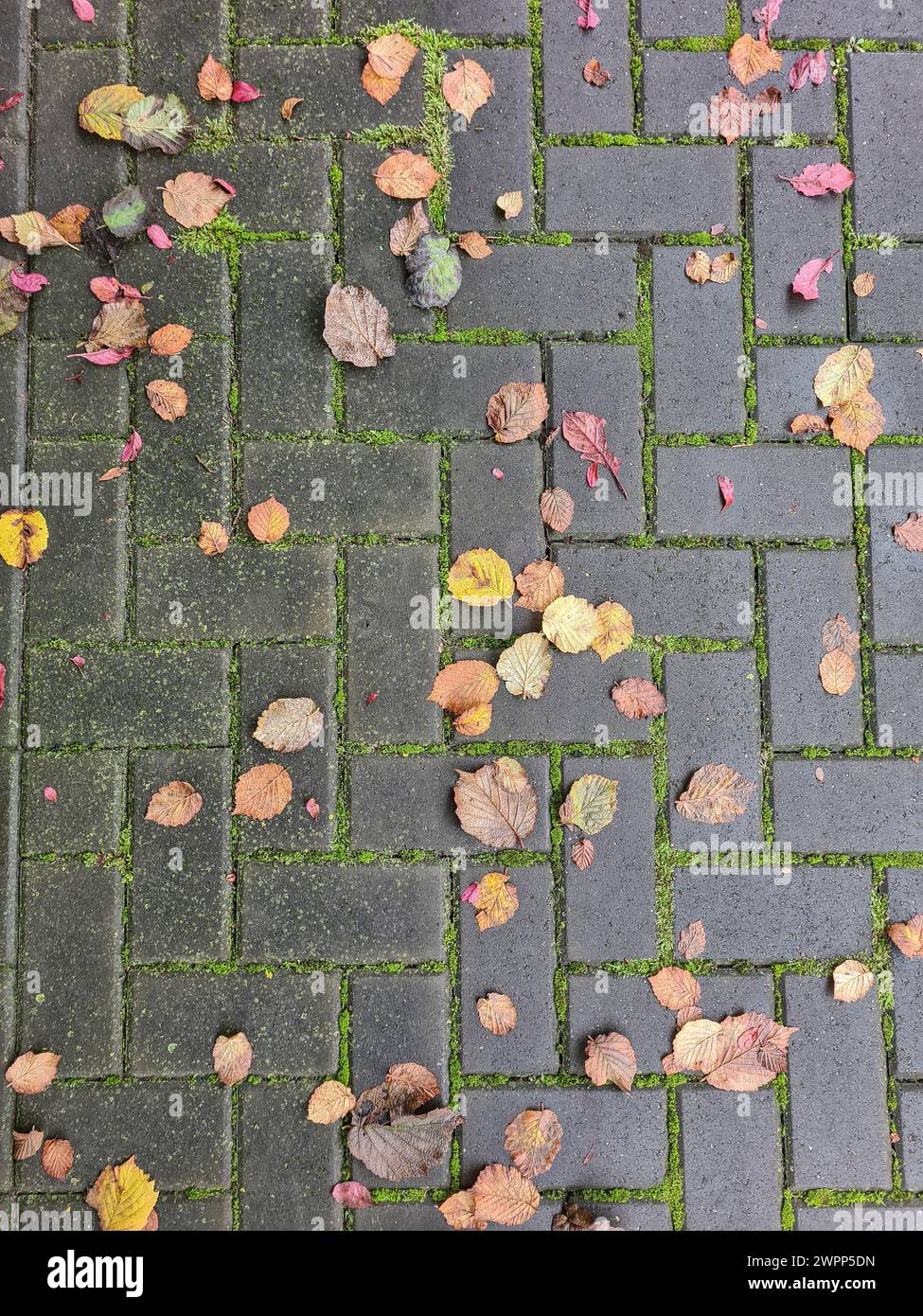 Various colorful autumn leaves have fallen on the paving stones after a ...