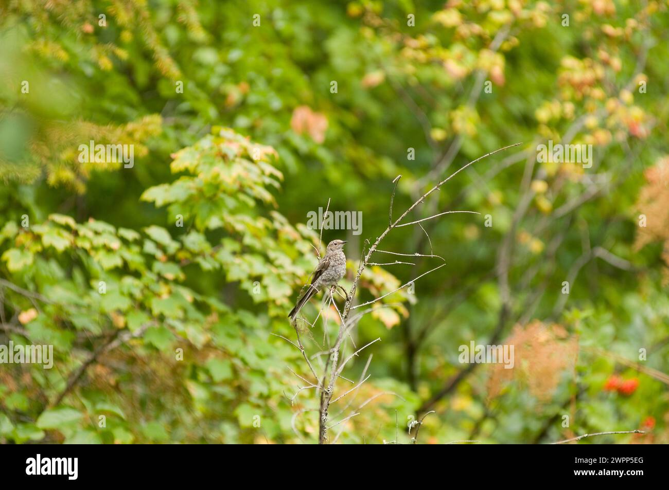 Townsend's solitaire Myadestes townsendi along a hiking trail Copper ...