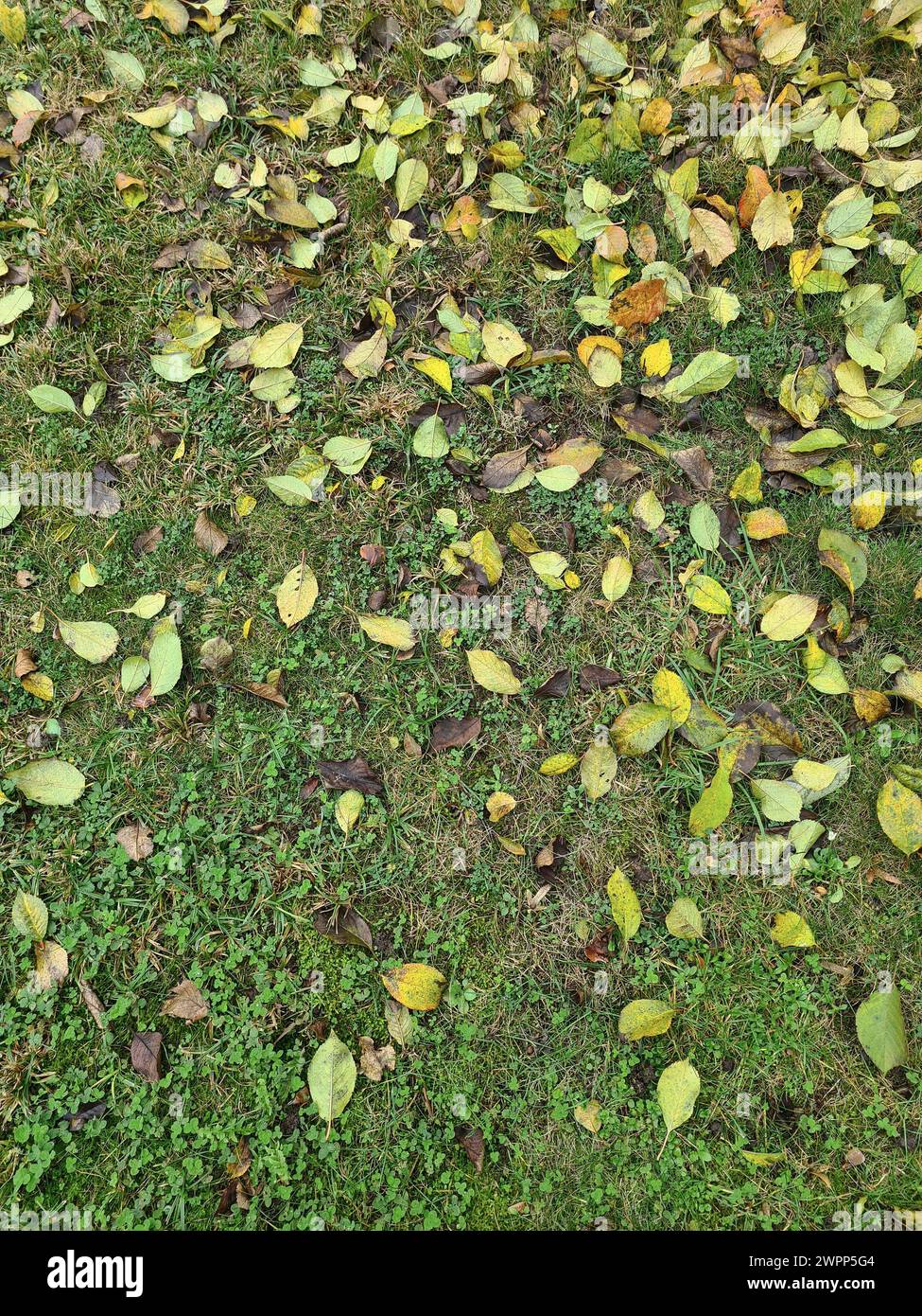 Apple tree leaves as fall foliage on lawn in october hi-res stock ...