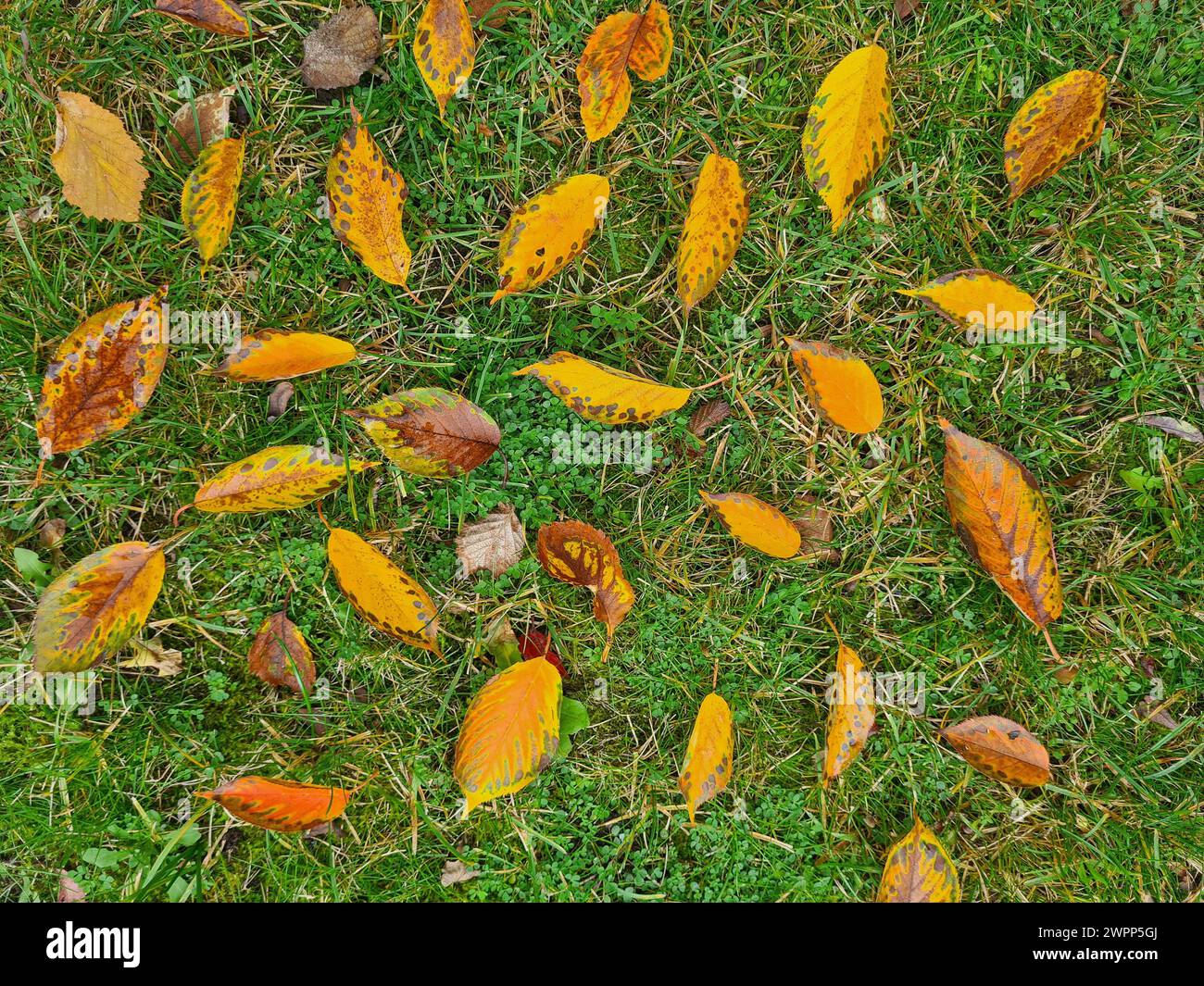 Lawn october hi-res stock photography and images - Alamy