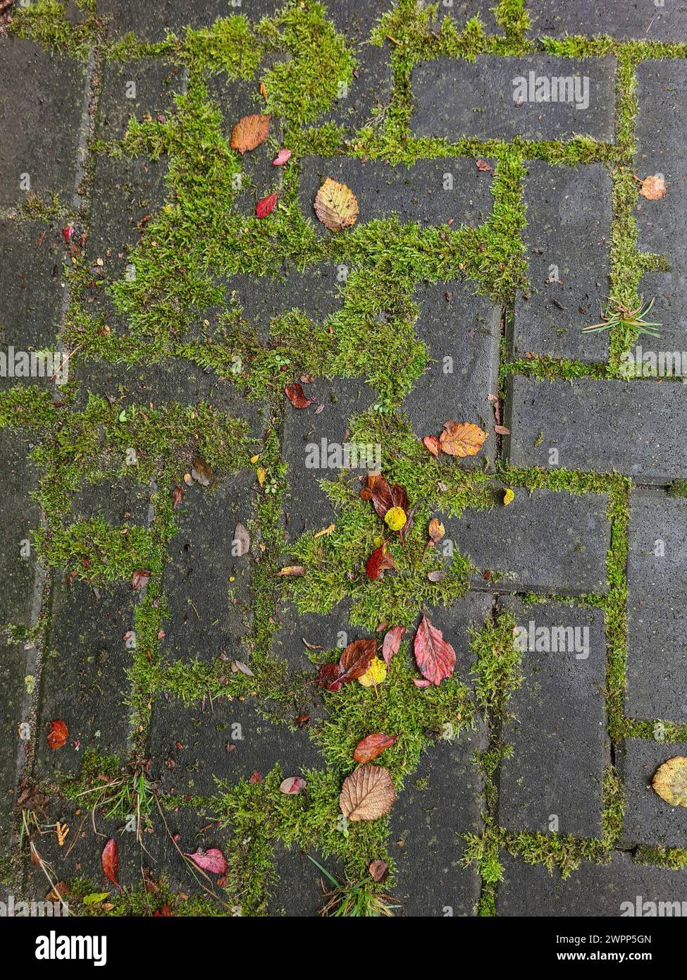 Moss-covered paving stones and autumn leaves in the fall season of ...
