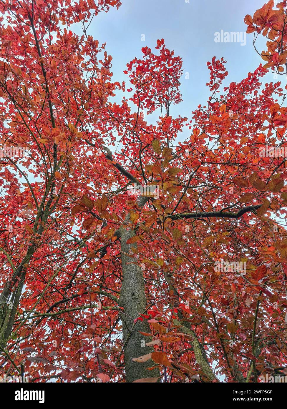 Colorful reddish autumn leaves on the branches of a Japanese plum tree ...